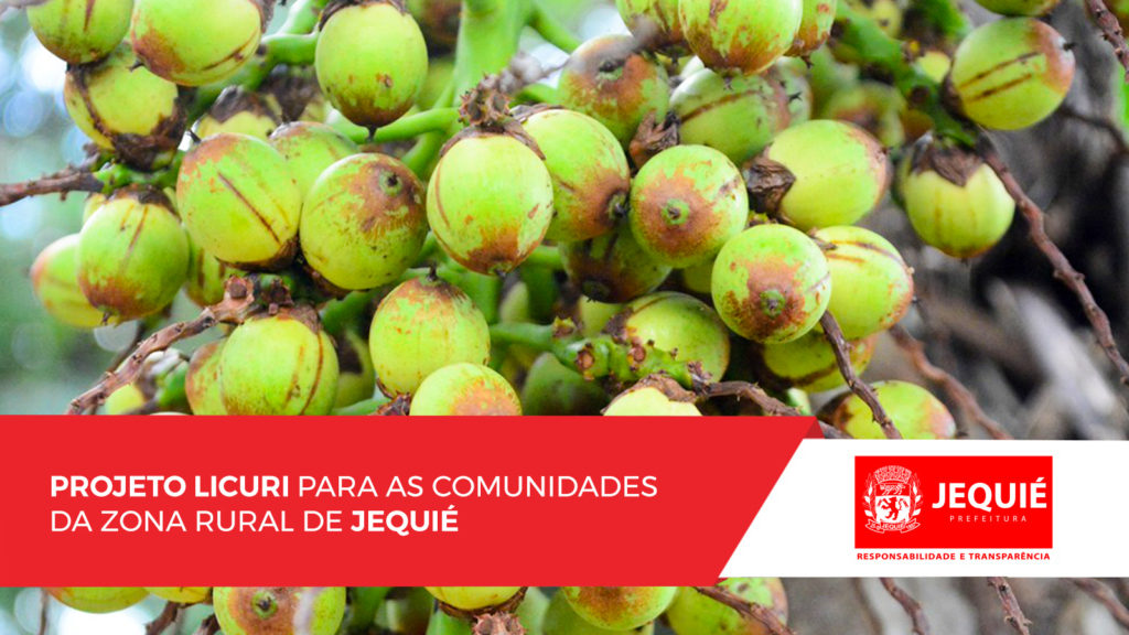 Prefeitura de Jequié incentivará cadeia produtiva do coco licuri ...